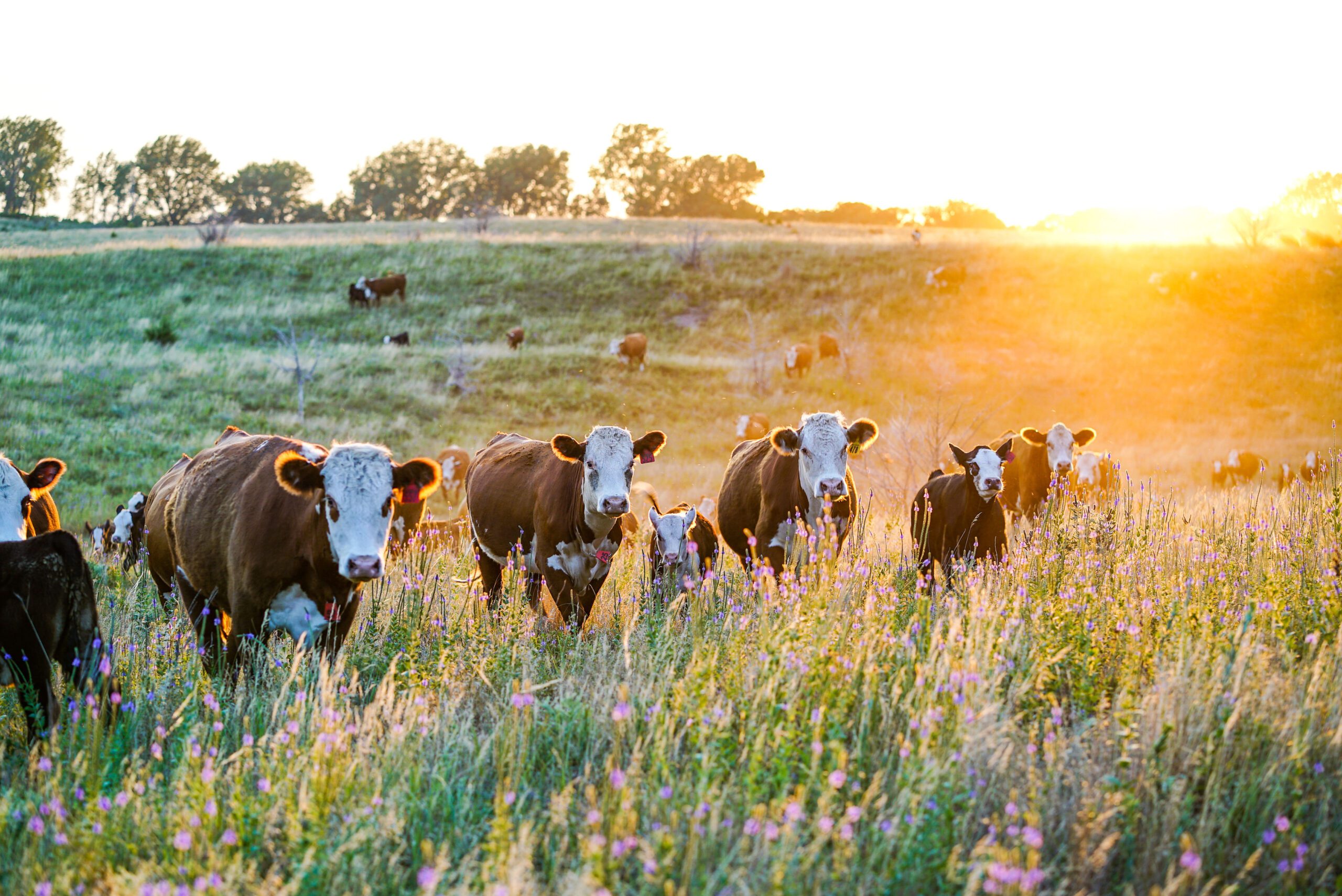 Sustainable Ag 101: Rotational Grazing Improves Profits and Pastures ...