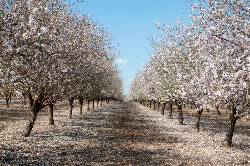 OVERCOMING LOAN RENEWAL CONCERNS IN THE NUT INDUSTRY - Conterra Ag Capital