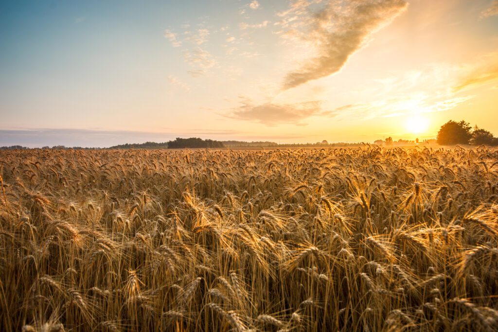 WHY AG LENDERS LOOK AT CREDIT SCORES - Conterra Ag Capital